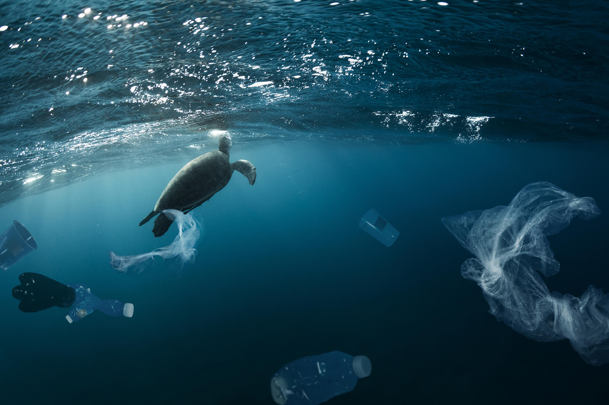 Ocean Brands Enhances Commitment to Plastic Neutrality | Ocean Brands